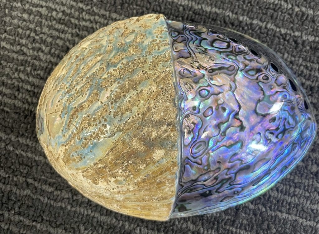 Paua Shell - Half Polished - Toi Toi Maori Art & Gift Shop